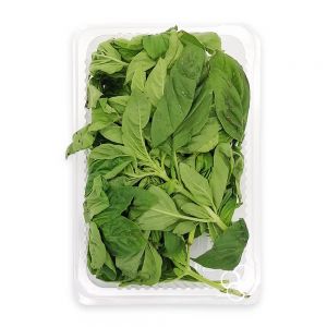 Basil